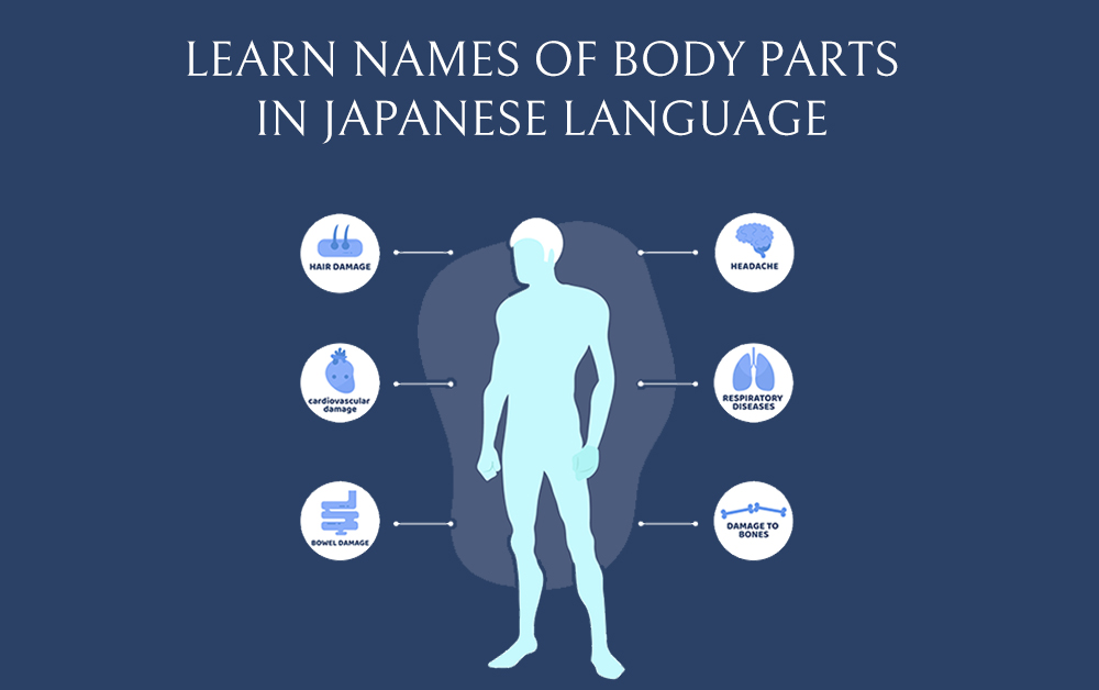 Name of Body Parts in Japanese Language (Internal & External Body Part)